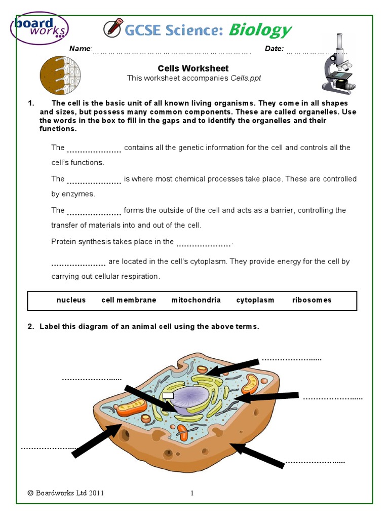 Cells Worksheet: Name: . Date | PDF | Cell (Biology) | Molecular Biology
