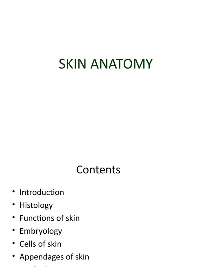 Skin Anatomy | PDF | Skin | Epidermis