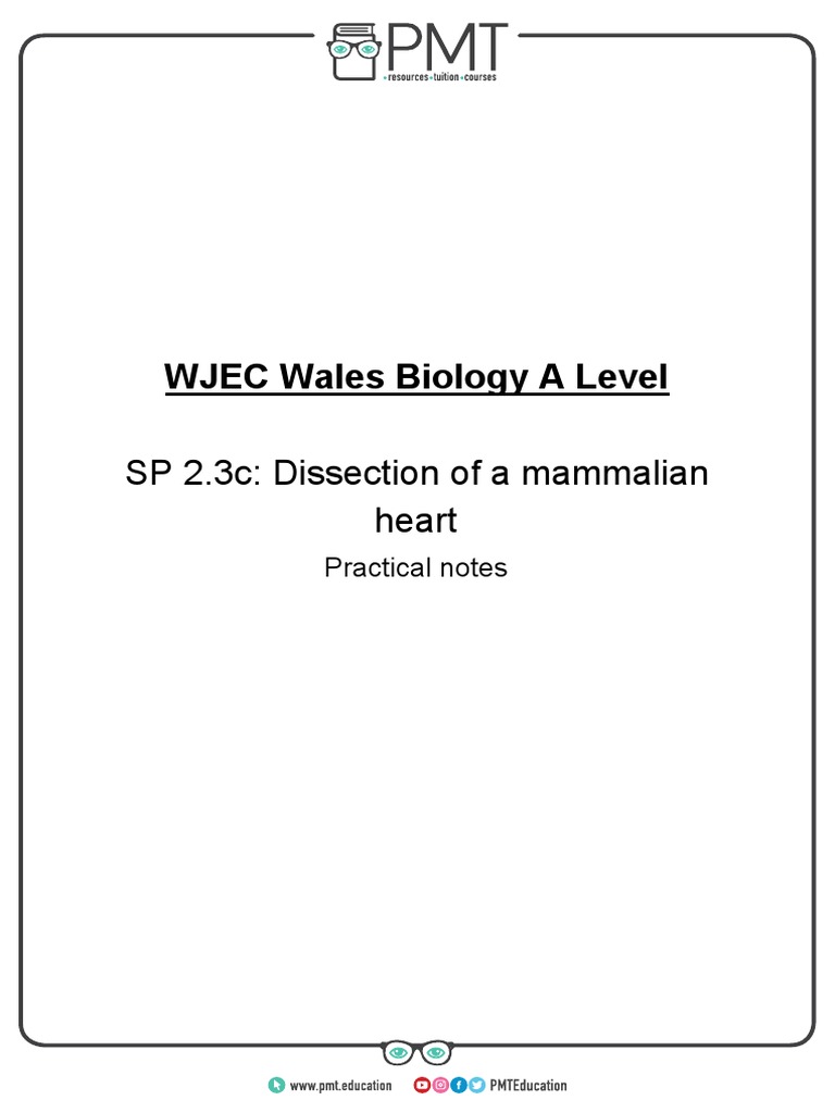 Mammalian Heart Dissection Guide | PDF | Atrium (Heart) | Ventricle (Heart)