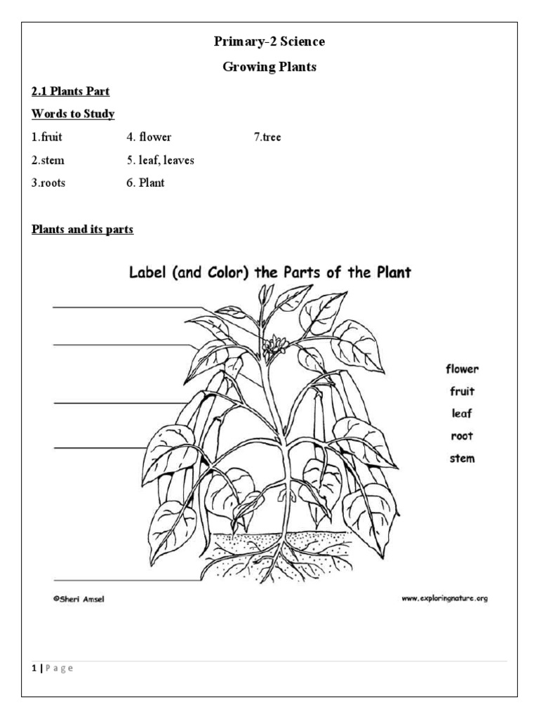 Primary Science: Plant Basics | PDF