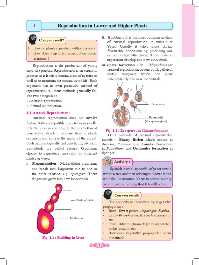 Flowchart Of Pollination Fertilization And Seed Development
