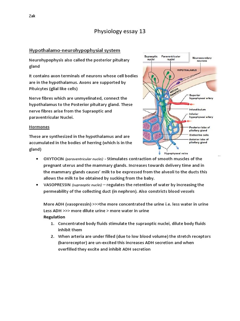 Hypothalamo-Neurohypophysial System Overview | PDF