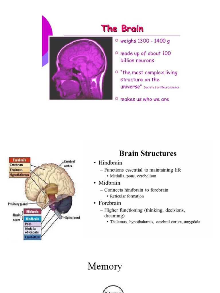 Human Brain | PDF | Self-Improvement