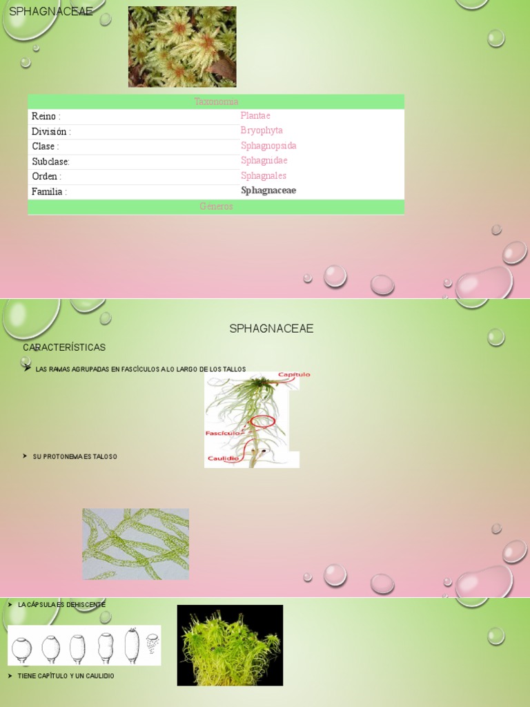 Características y Especies de Sphagnaceae | PDF