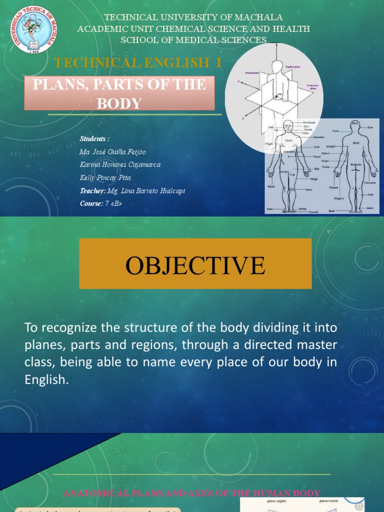 Parts and Plans of The Body | PDF | Anatomical Terms Of Location ...