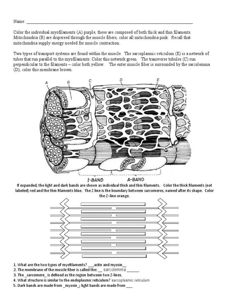 Muscle Contraction Worksheet Muscle Contractions FasterCapital