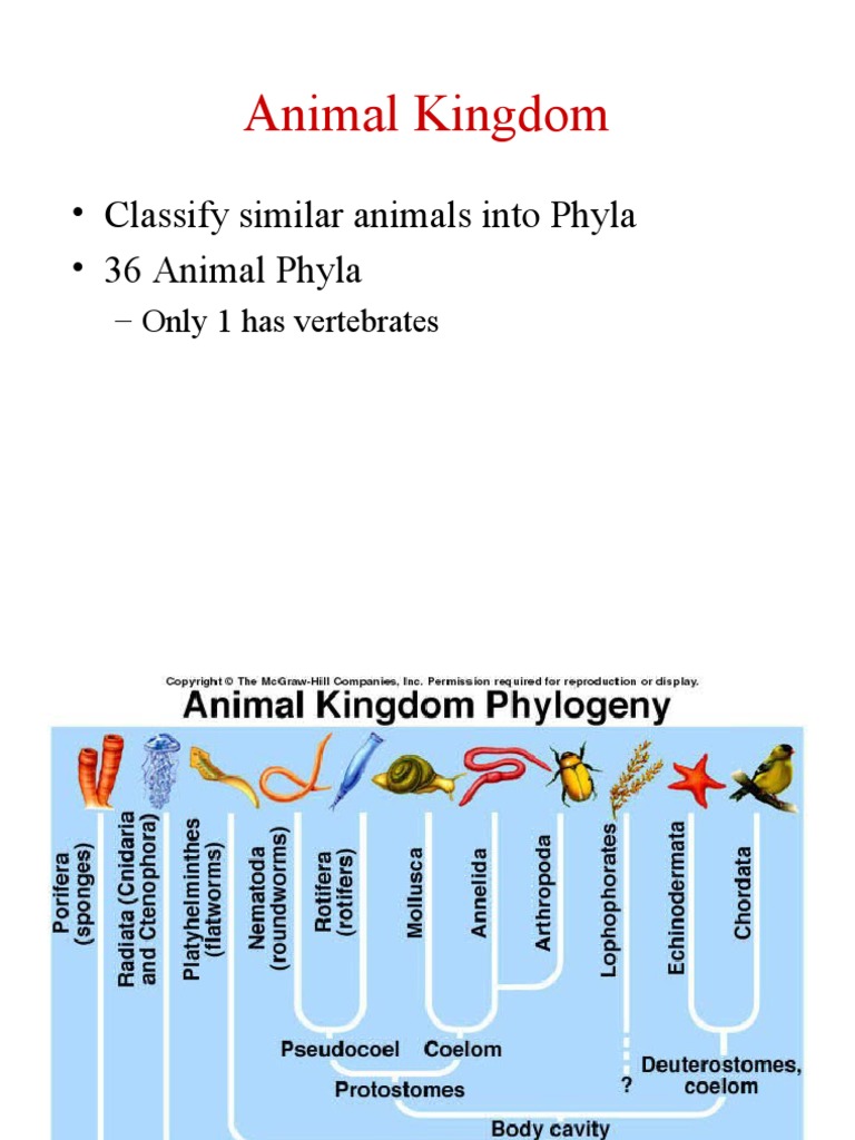 Animal Kingdom: - Classify Similar Animals Into Phyla - 36 Animal Phyla ...