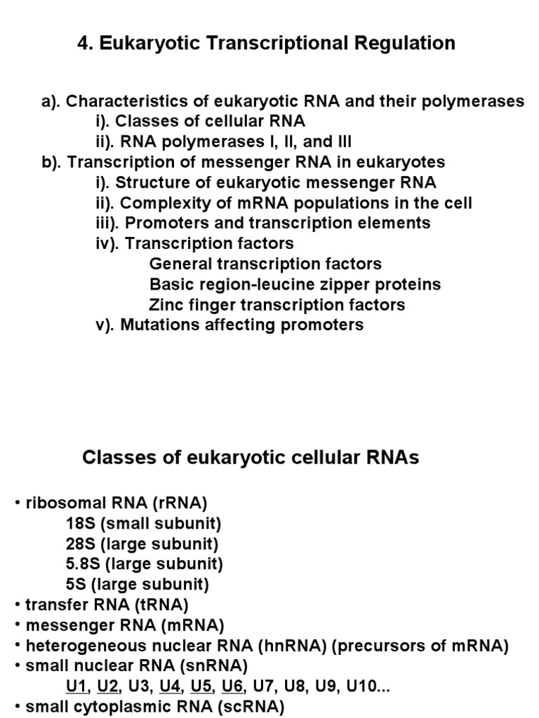 Transcription in Eukaryotes | PDF | Messenger Rna | Rna