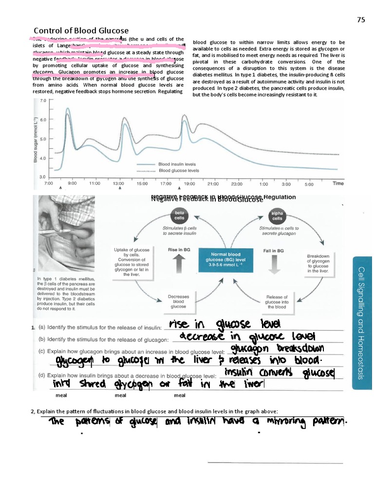 Controlling Blood Glucose 1 | PDF | Insulin | Glucose