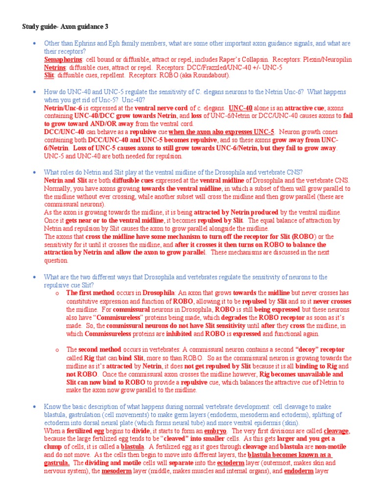 Study Guide-Axon Guidance 3 | PDF | Nervous System | Developmental Biology