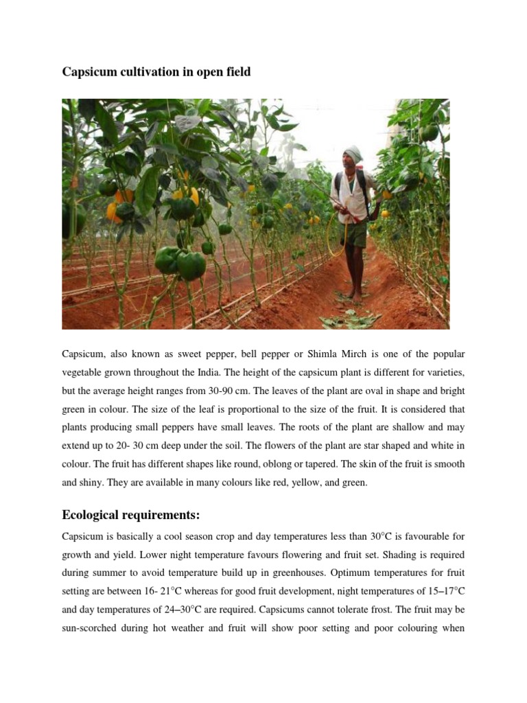 Capsicum Cultivation in Open Fields | PDF | Capsicum | Bell Pepper