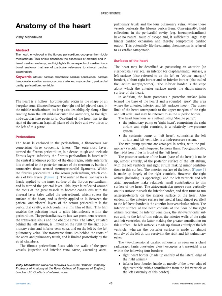 Anatomia Inimii | PDF | Heart Valve | Coronary Circulation