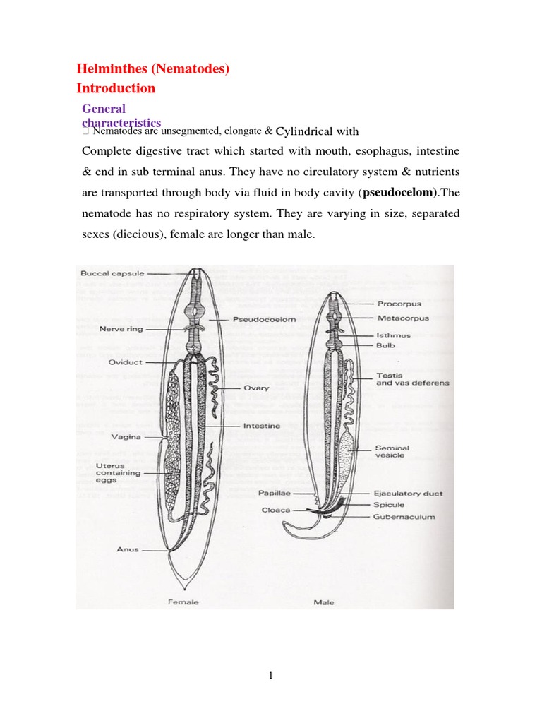Helminthes (Nematodes) : General Characteristics | PDF | Nematode ...