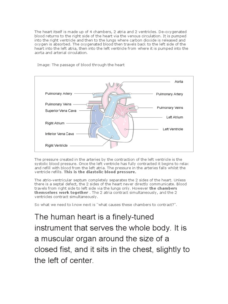 The Heart | PDF | Atrium (Heart) | Heart