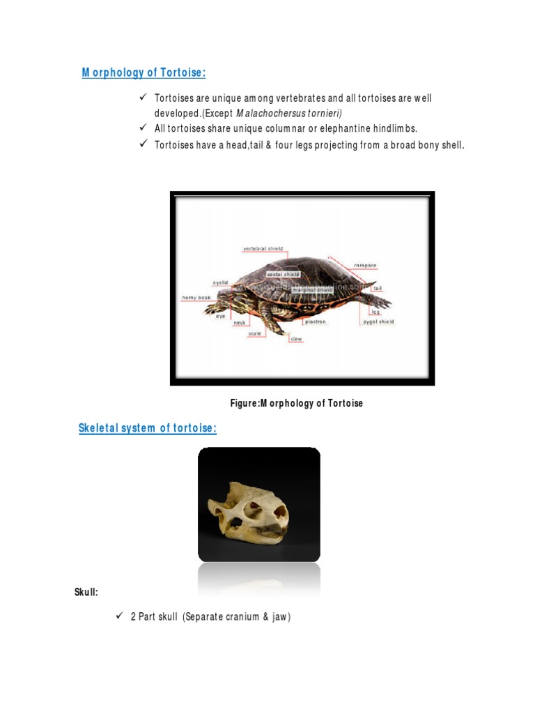 Morphology of Tortoise | PDF | Skull | Reproductive System