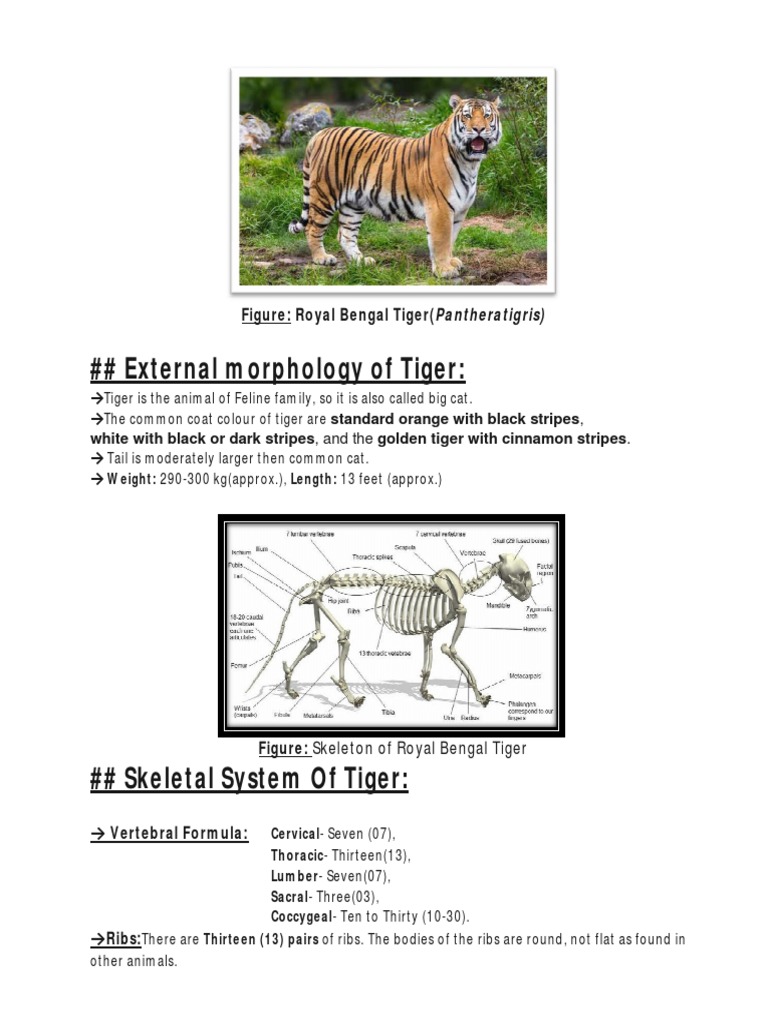 Anatomy of Tiger | Download Free PDF | Vertebral Column | Skeletal System