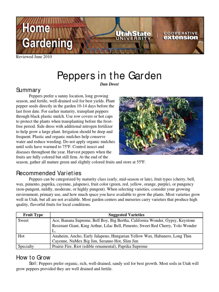 Peppers in The Garden PDF | Download Free PDF | Mulch | Capsicum