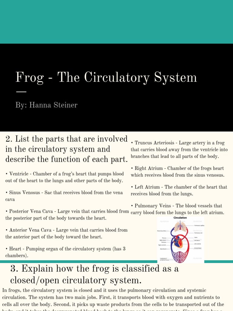 Circulatory System Frog | PDF | Circulatory System | Atrium (Heart)