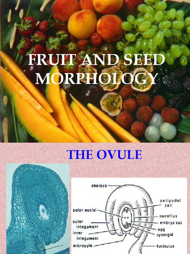 Fruit and Seed Morphology Overview | PDF | Fruit | Flowers