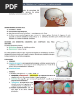 Oclusion Fosa Cuspide | PDF | Anatomia dental | Diente