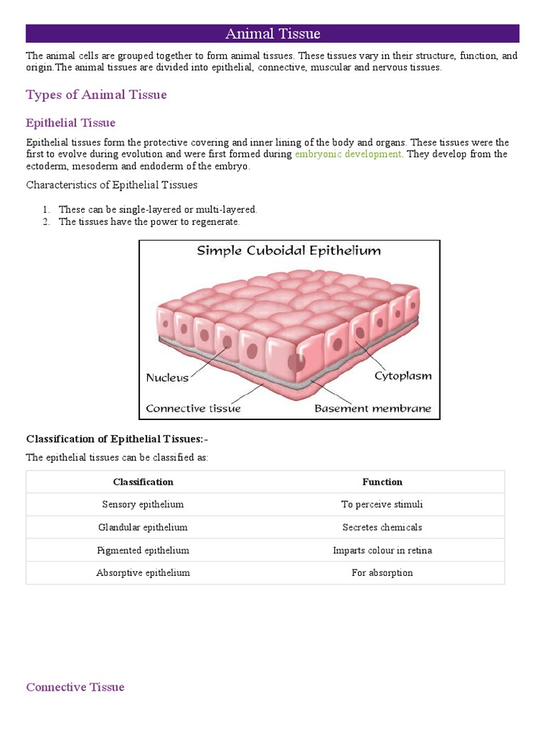Epithelial Tissue Structure