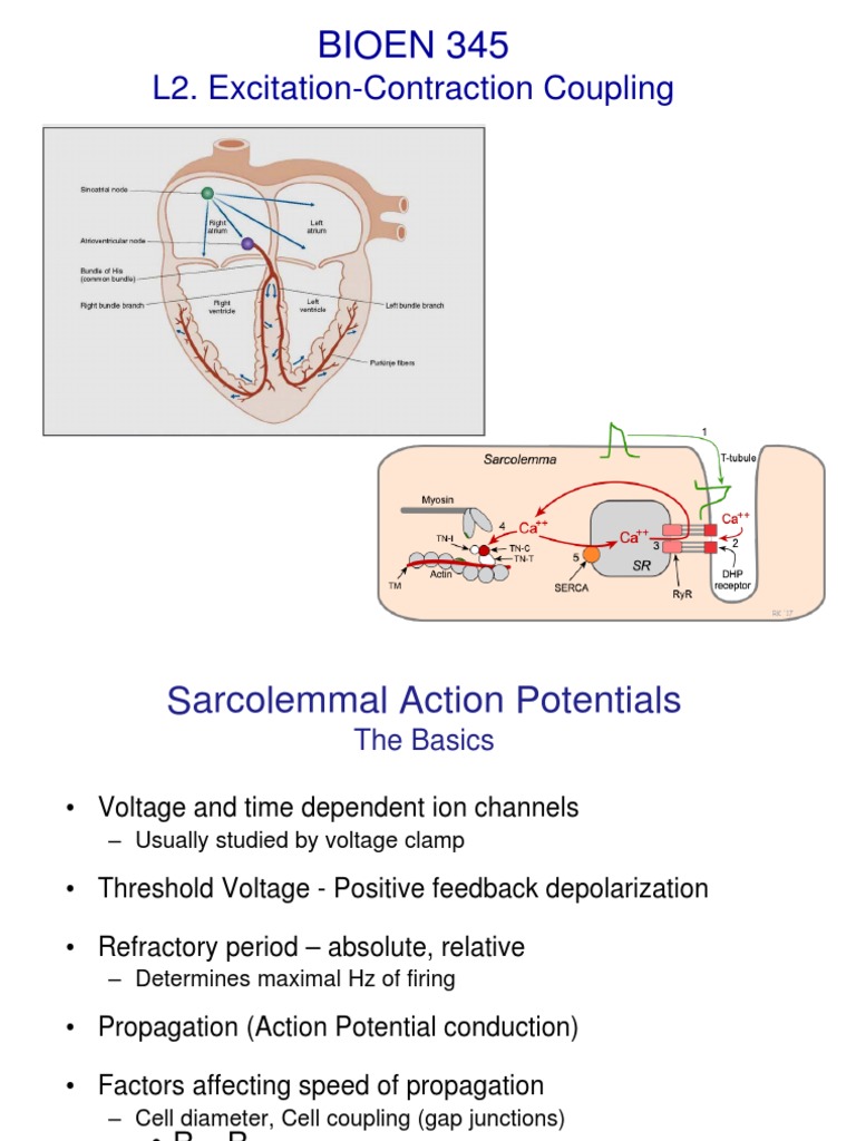 L2-Bioe345-EC Coupling - 2020 Presented | PDF | Action Potential ...
