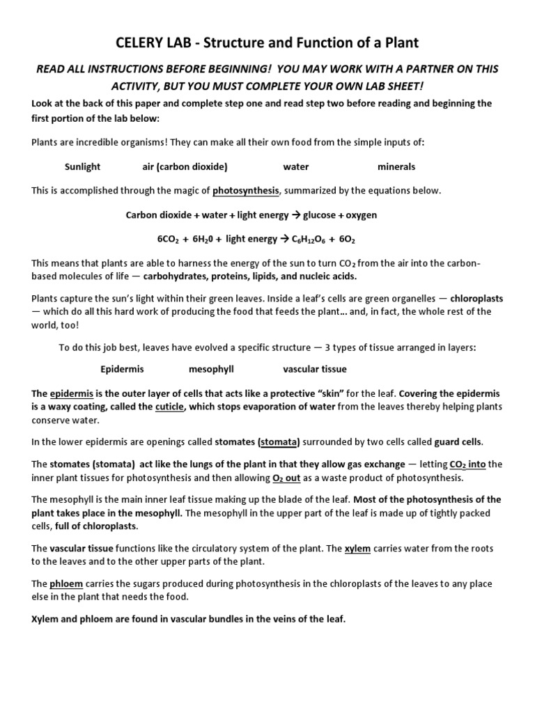 CELERY LAB - Structure and Function of A Plant | PDF | Leaf | Plant Stem