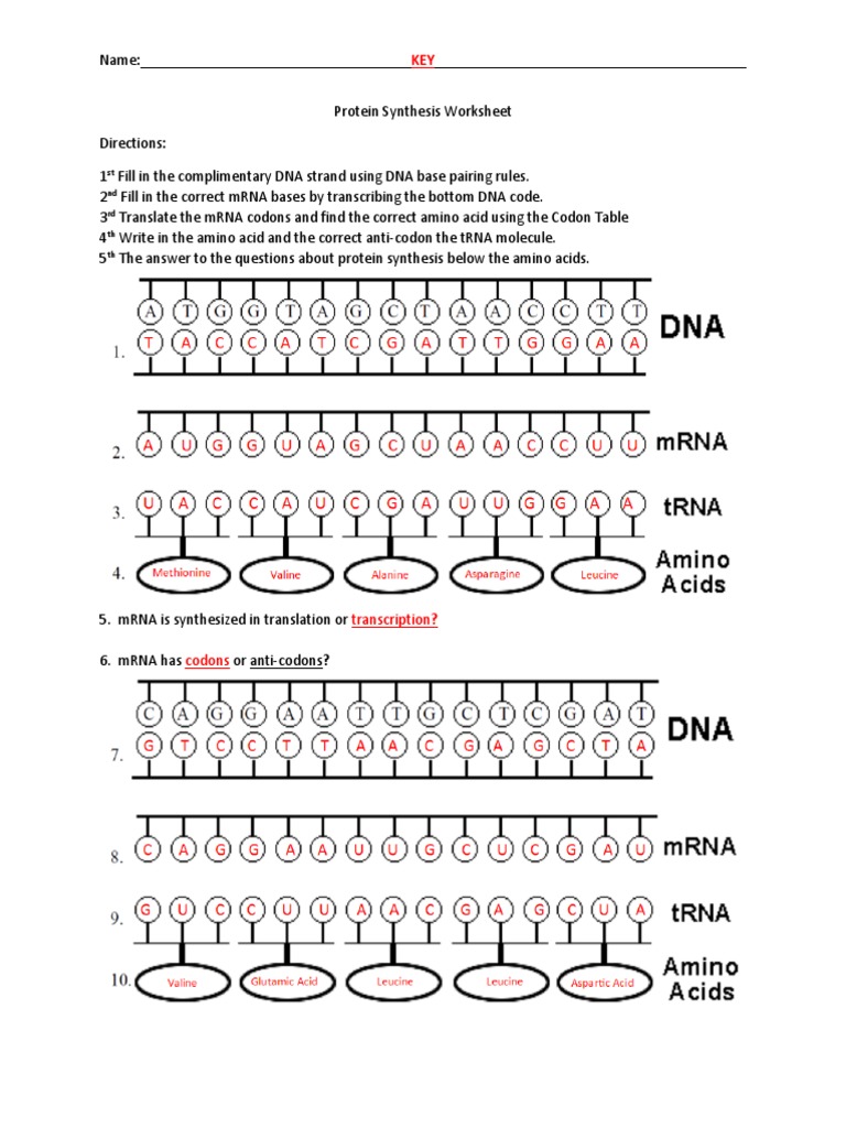 Transcription? Codons: ST ND RD TH TH | PDF