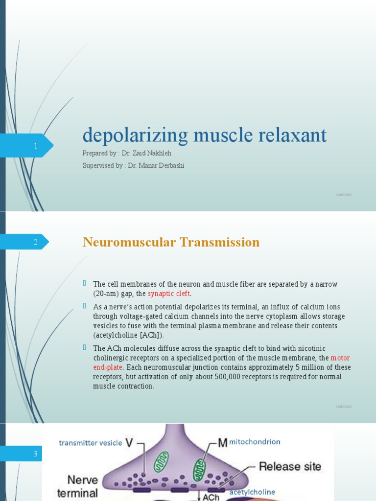 Depolarizing Muscle Relaxant | PDF | Neuromuscular Junction | Acetylcholine