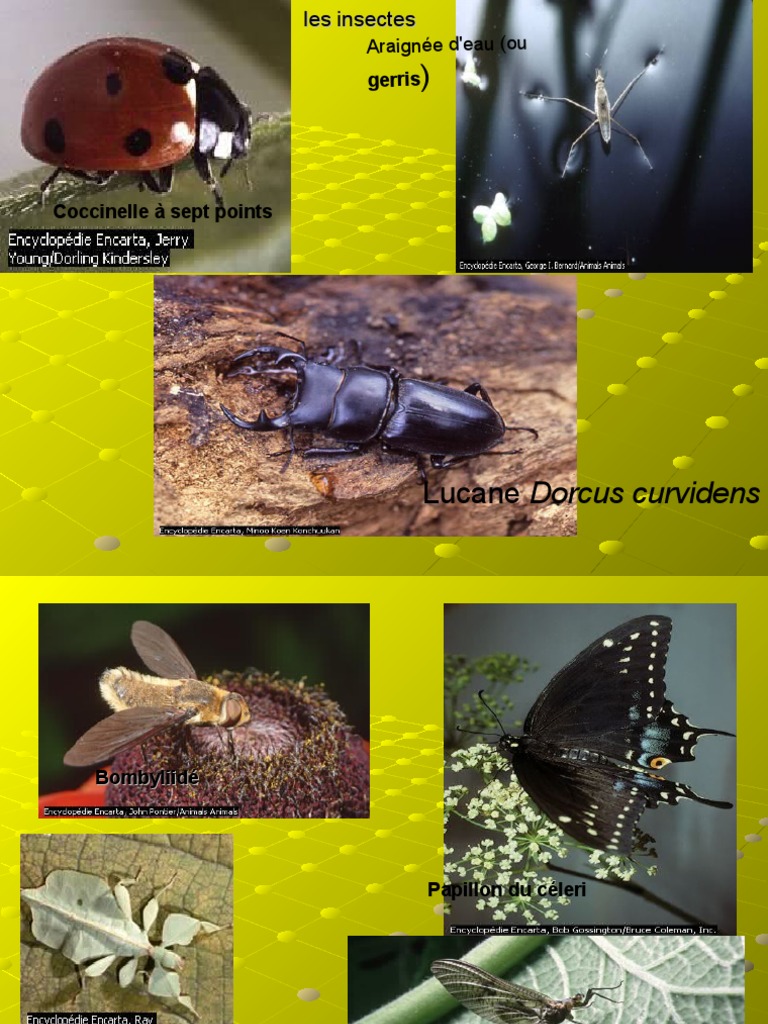 Les Insectes | PDF