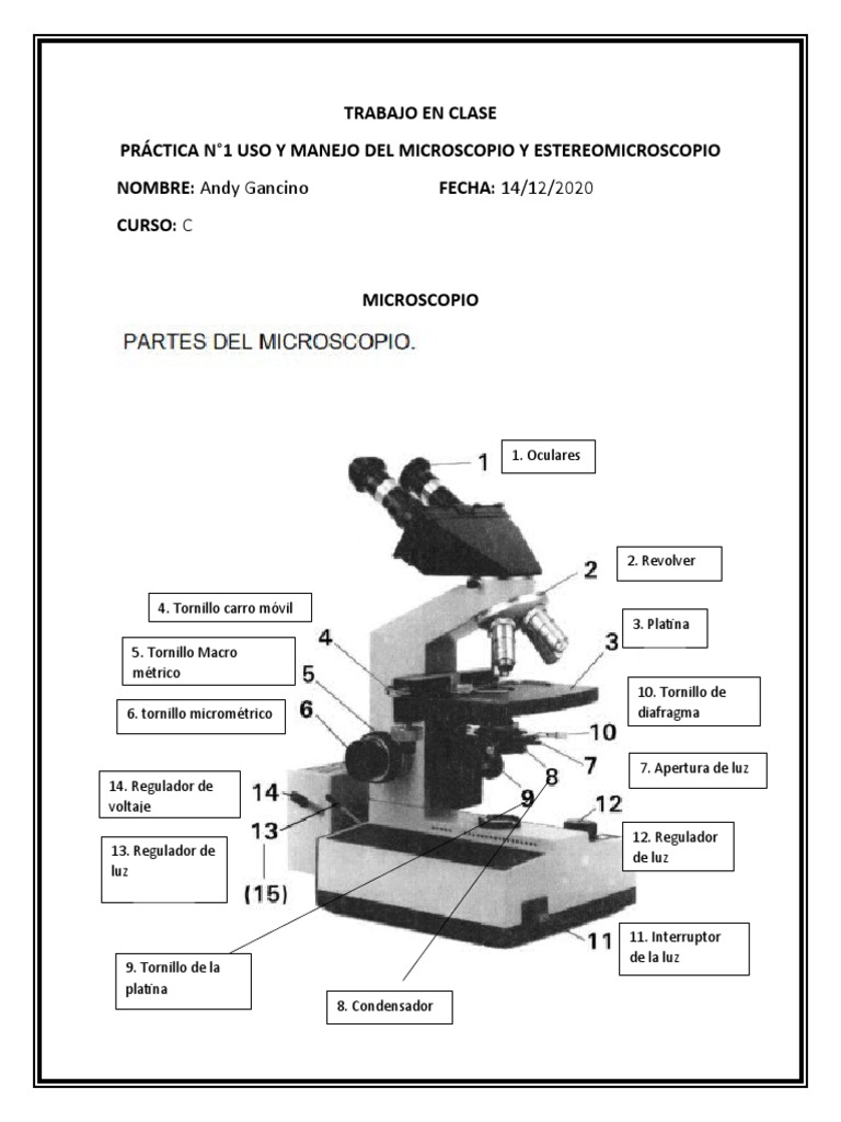 Trabajo en Clase Microscopio y Estereomicroscopio | PDF | Microscopio ...