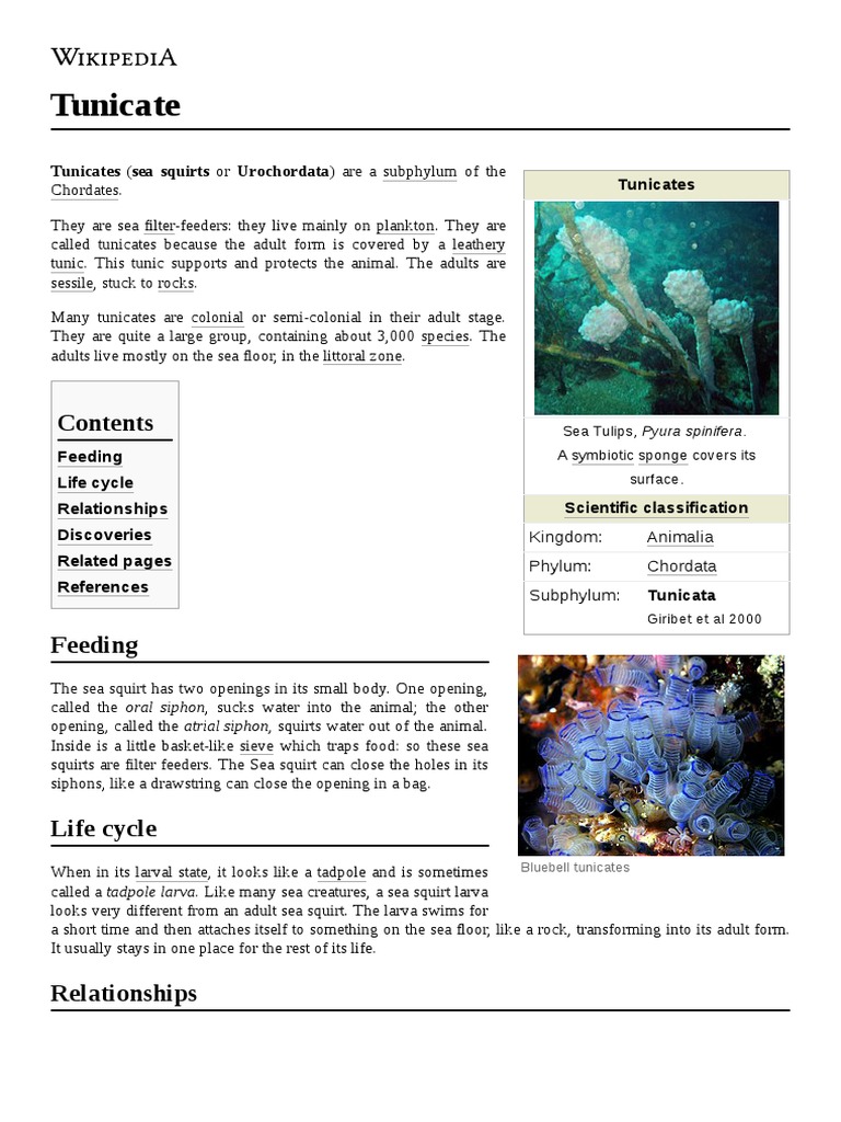 Tunicate: Tunicates Tunicates (Sea Squirts or Urochordata) Are A ...