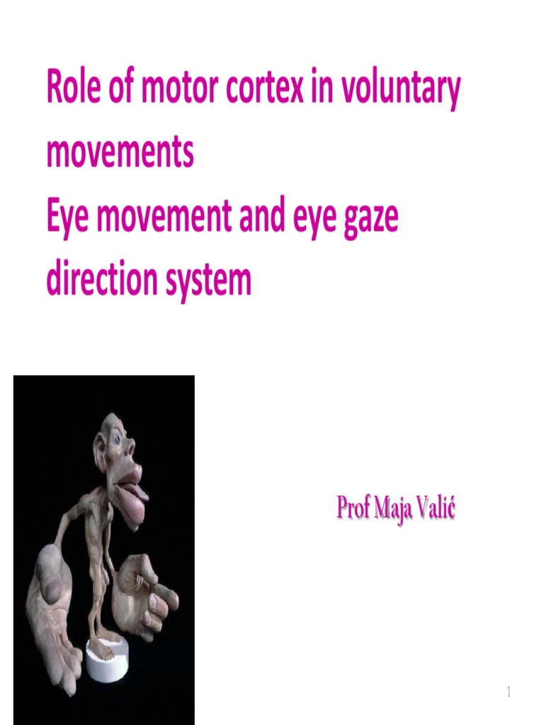 P Motor Cortex Eye Movement Engl | PDF | Motor Neuron | Cerebral Cortex