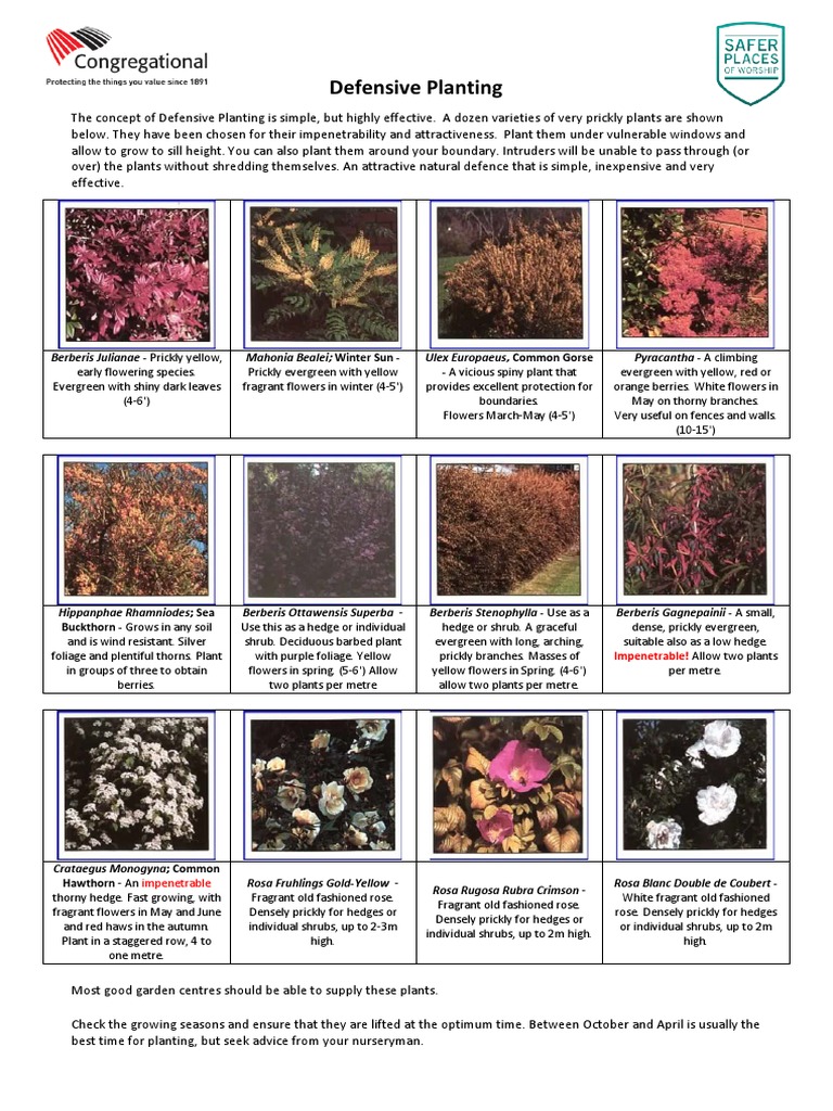 Defensive Planting: - A Vicious Spiny Plant That | PDF | Hedge | Rose