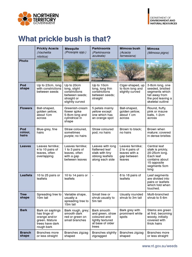 What Prickle Bush Is That | PDF | Trees | Botany