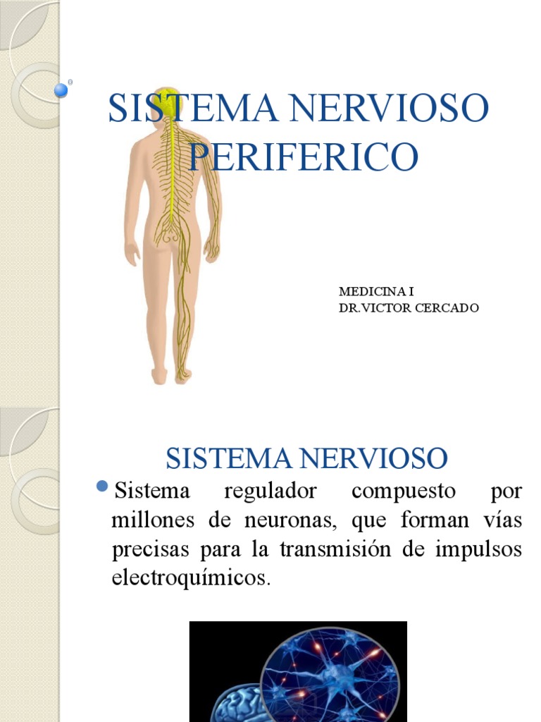 5 Sistema N Periferico | PDF | Sistema nervioso | Nervio