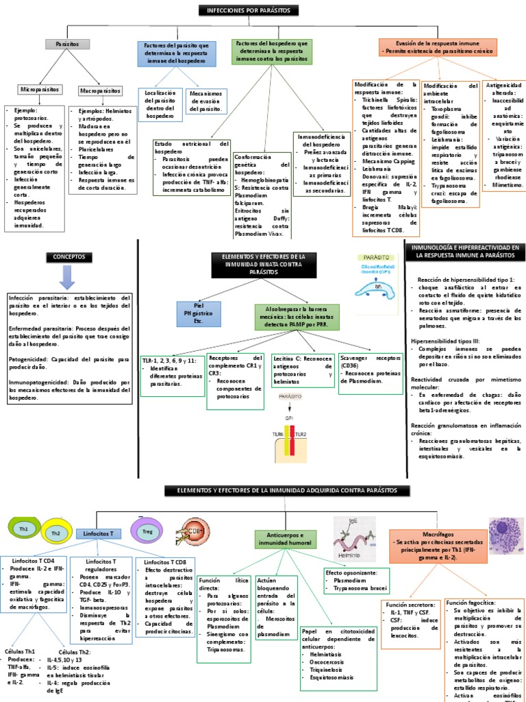 Respuesta Inmune Contra Infecciones Por Parásitos Factores Del Parásito y El Hospededero ...