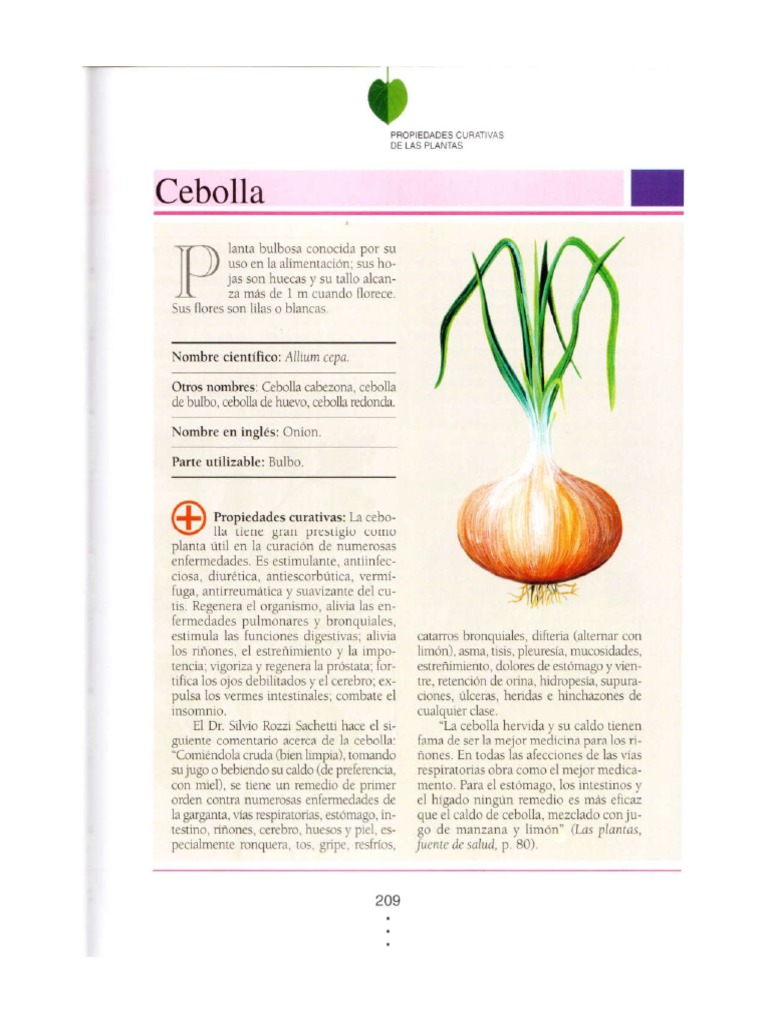 El Poder de Las Plantas PDF - Cebolla PDF | PDF