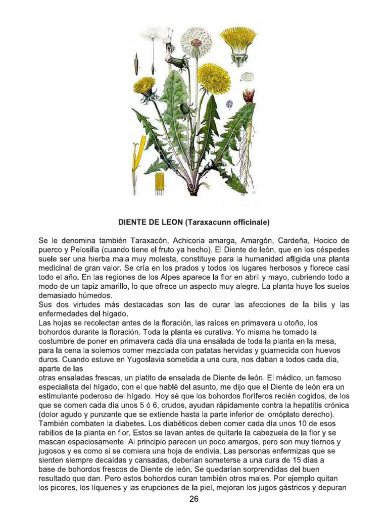 Mariatreben - Diente de Leon PDF | PDF