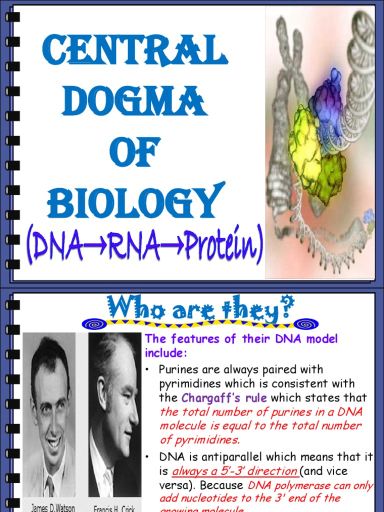 Central Dogma of Biology | Download Free PDF | Translation (Biology) | Dna
