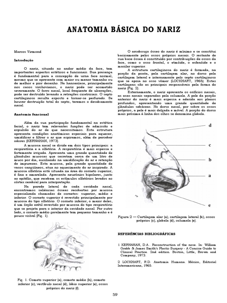 Anatomia Do Nariz PDF | PDF | Anatomia | Osso