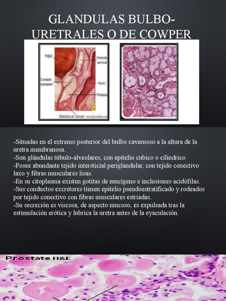 Glandulas Bulbo-Uretrales o de Cowper | PDF