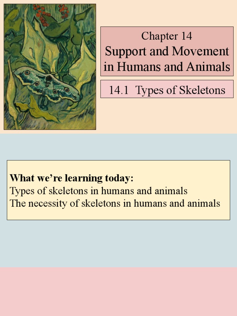 Chapter 14 Support and Movement in Humans and Animals | PDF | Skeleton ...