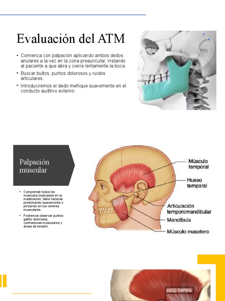 Evaluación Y Palpación De La Atm Pdf