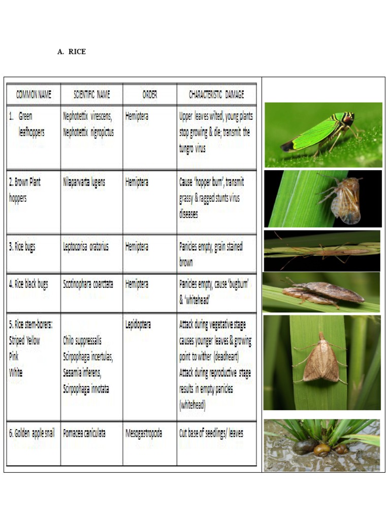 Insect Crops | PDF