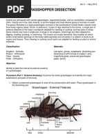 Exploring The Body System of The Carabao | PDF | Respiratory Tract | Neuron