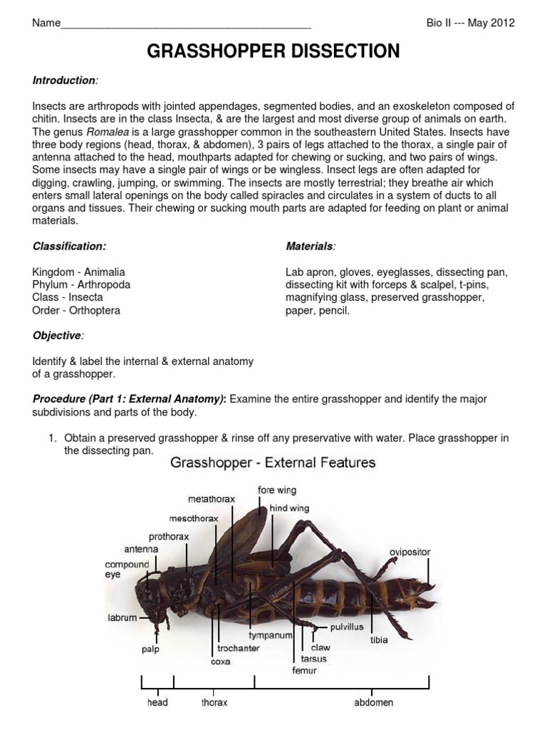 5-10 - Grasshopper - Dissection As | PDF | Insects | Stomach