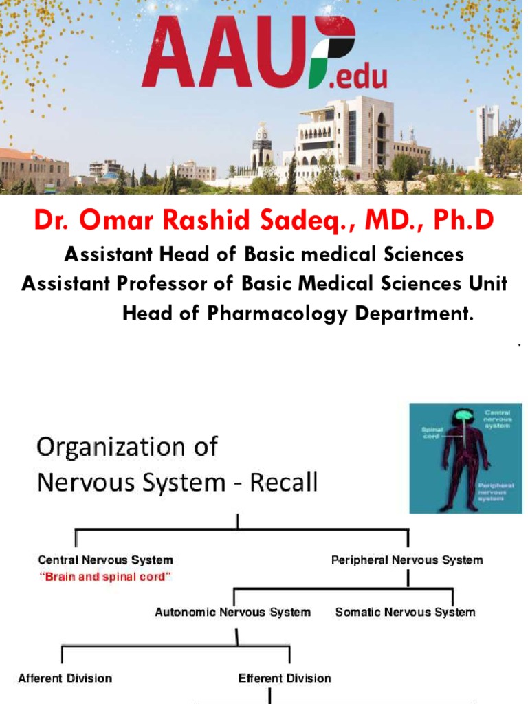 ANS Pharma | PDF | Acetylcholine | Neuroanatomy