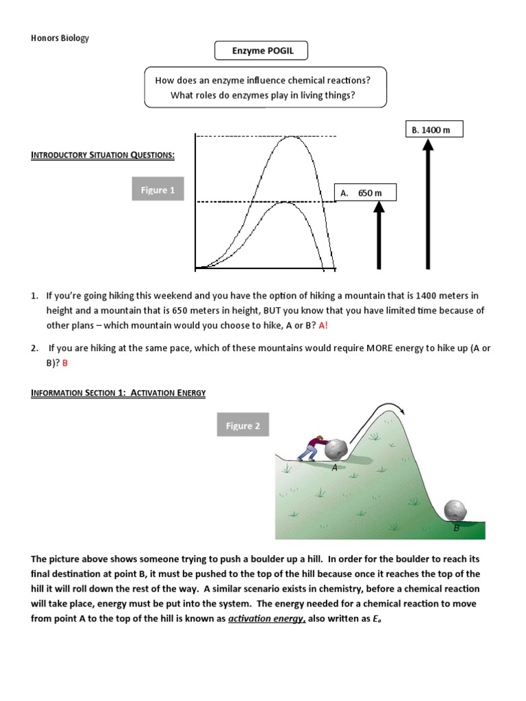 POGIL HON Enzyme POGIL Revised F15 KEY | PDF | Enzyme | Digestion