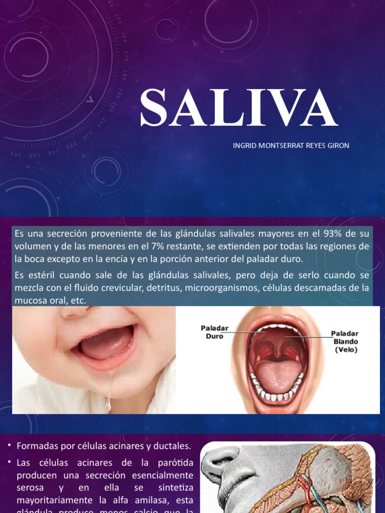 SALIVA | PDF | Saliva | Digestión